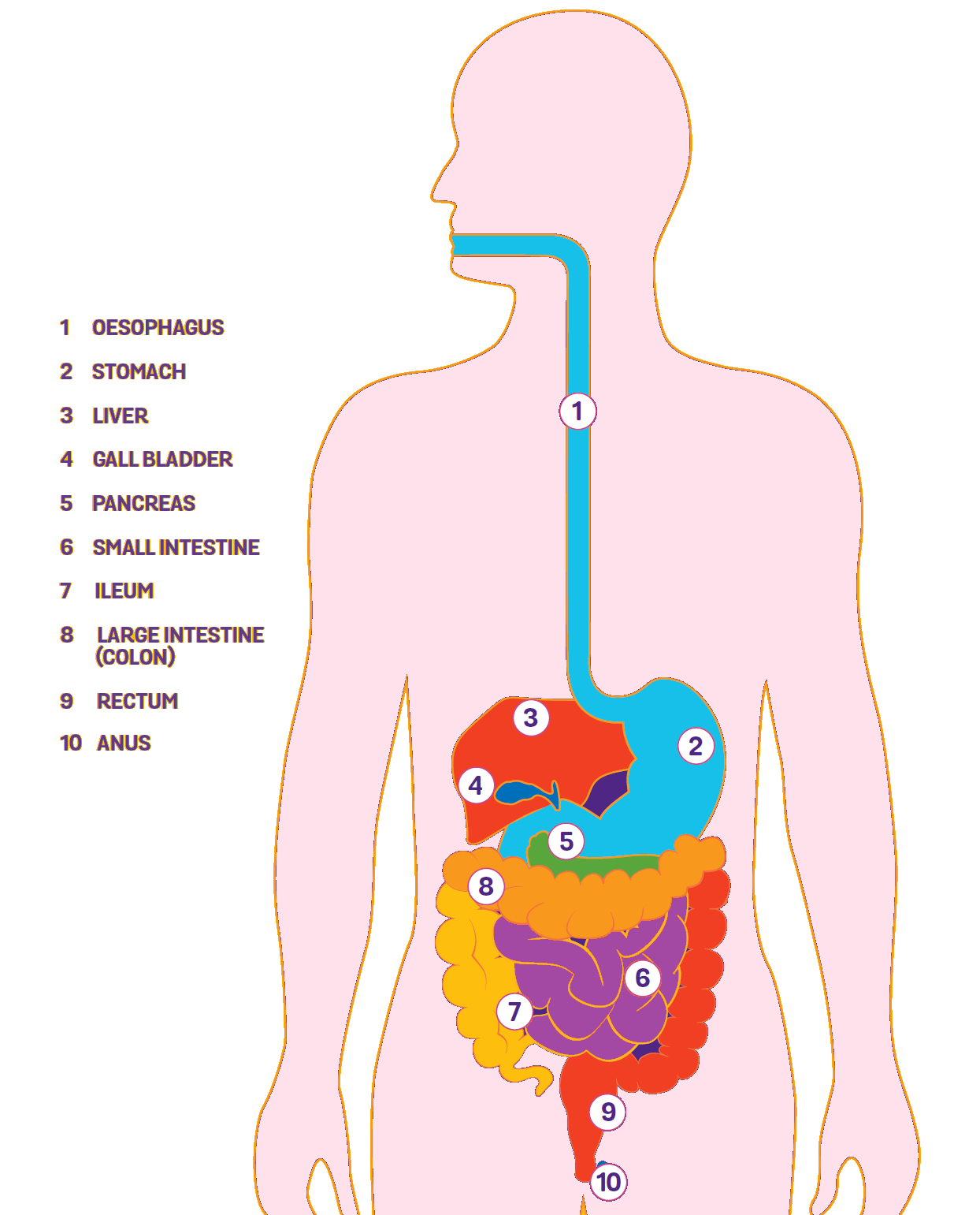 NWP Blog The Digestive System NWP Blog The Digestive System